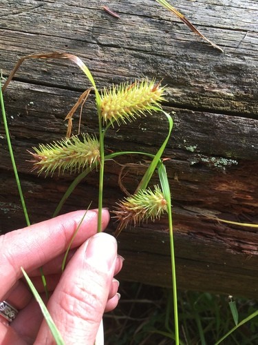 How to Plant and Grow Shallow Sedge(Carex lurida)