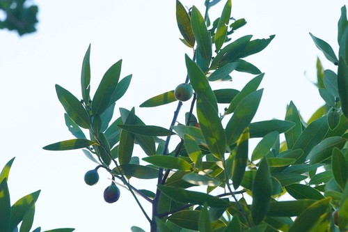 California laurel Care (Watering, Fertilize, Pruning, Propagation ...