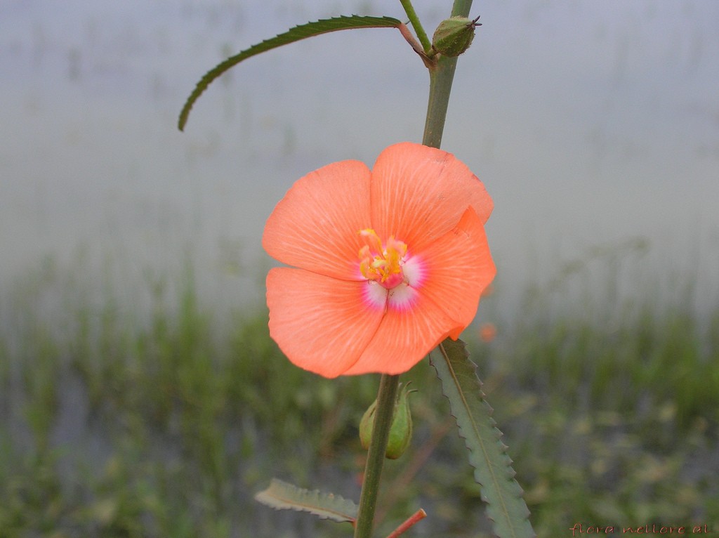 Noon Flower Care (Watering, Fertilize, Pruning, Propagation) - PictureThis