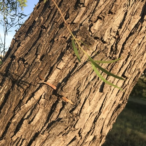 Black Willow Tree Bark