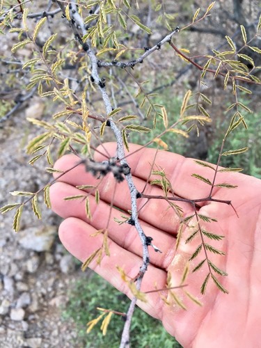 How to Plant and Grow Whitethorn Acacia(Vachellia constricta)