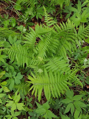 Silver false spleenwort (Deparia acrostichoides) Flower, Leaf, Care ...