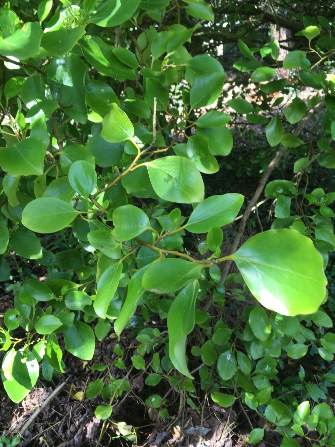 Kapuka (Griselinia littoralis) - PictureThis