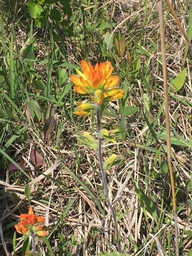 Castilleja coccinea - PictureThis