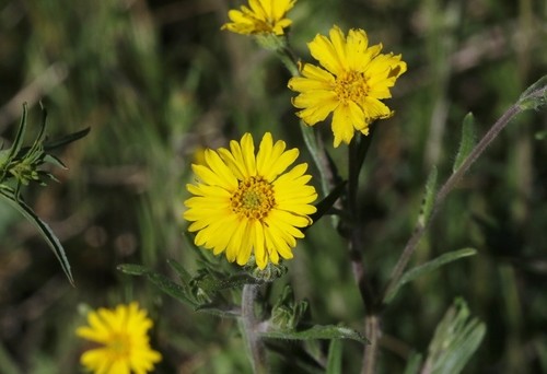 How to Plant and Grow Spring madia(Madia elegans)