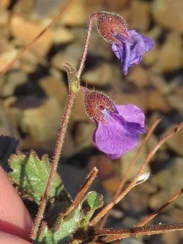 Hermannia Flower, Leaf, Care, Uses - PictureThis
