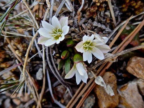 Lewisia nevadensis - PictureThis
