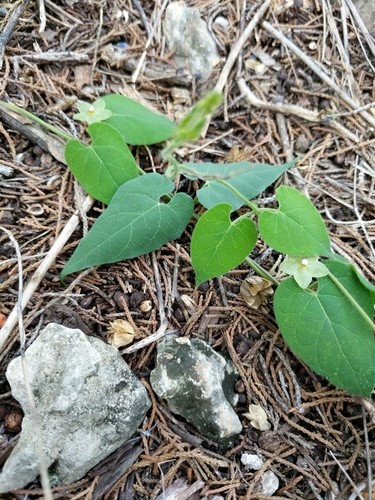 Dictyanthus reticulatus - PictureThis