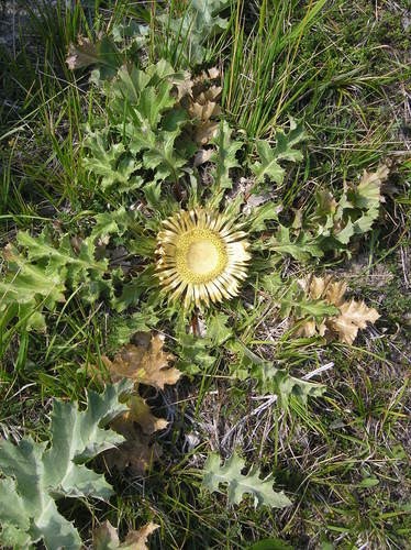 Carlina (Carlina acanthifolia) - PictureThis
