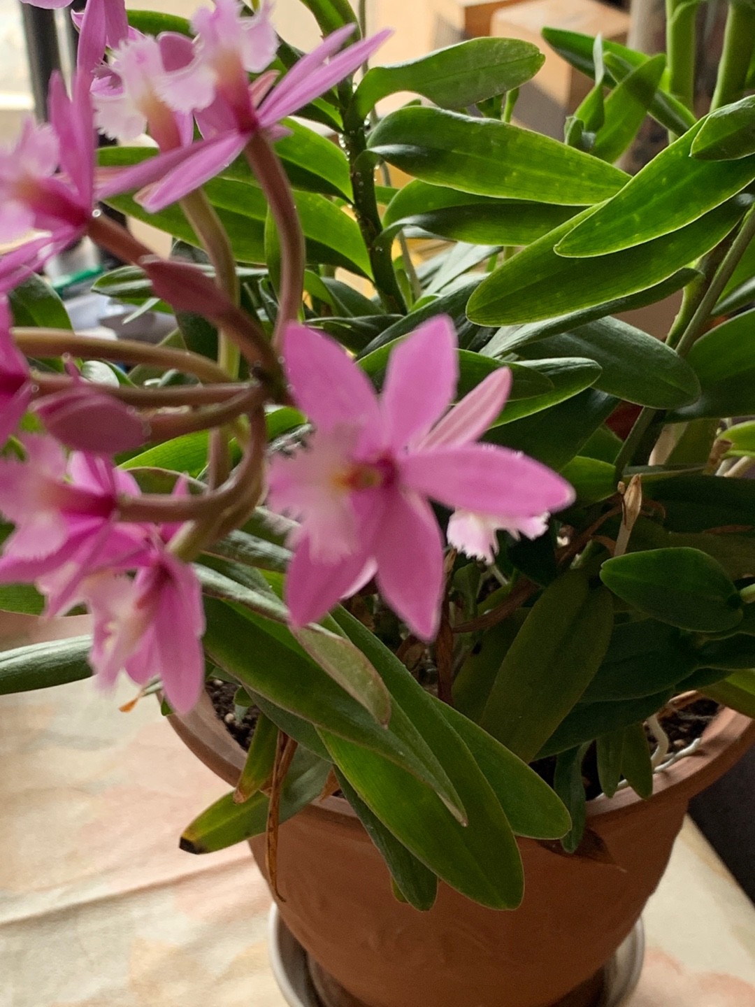 Epidendrum ibaguense - PictureThis