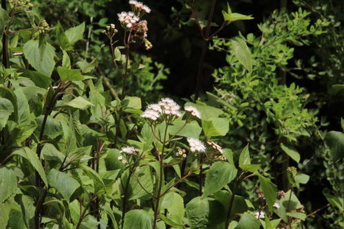 Crofton weed (Ageratina adenophora) Flower, Leaf, Care, Uses - PictureThis