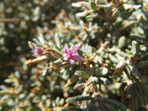 Frankenia salina - PictureThis