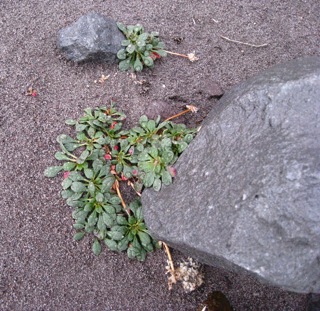 Cistanthe umbellata 花言葉，毒性，よくある質問 - PictureThis