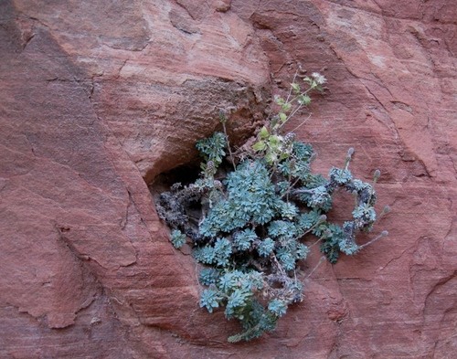 Petrophytum caespitosum - PictureThis