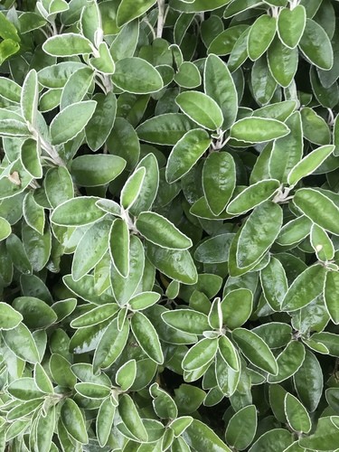 Brachyglottis Care (Watering, Fertilize, Pruning, Propagation ...