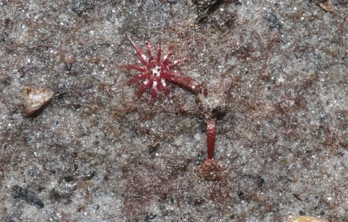 Drosera pygmaea - PictureThis