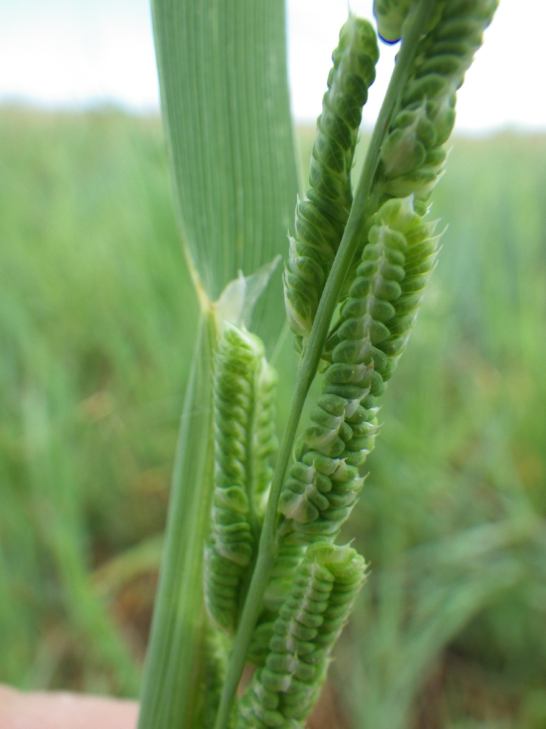 Бекманния восточная (Beckmannia syzigachne) - PictureThis