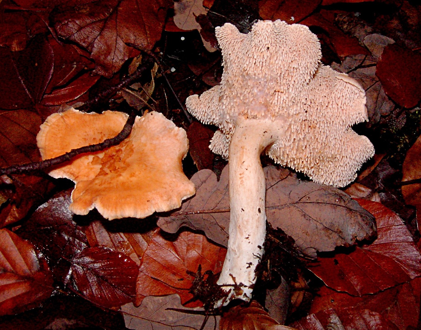 Dentinum Care (Watering, Fertilize, Pruning, Propagation) - PictureThis