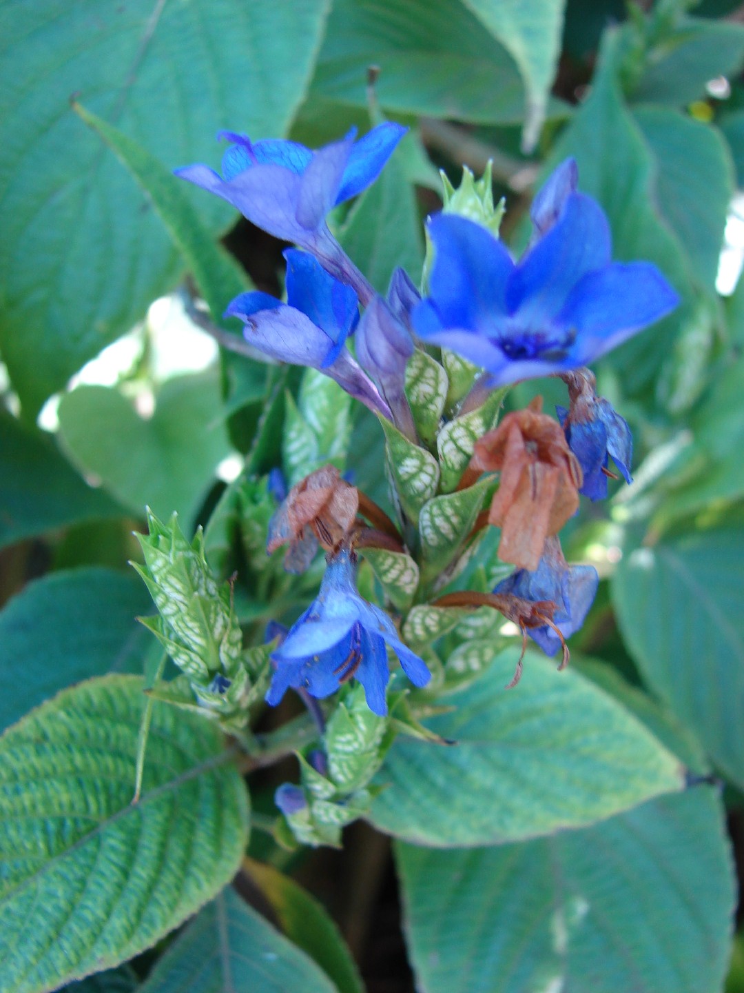 Azulejo (Eranthemum pulchellum) - PictureThis
