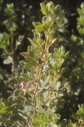 Kramerias (Krameriaceae) Flower, Leaf, Care, Uses - PictureThis