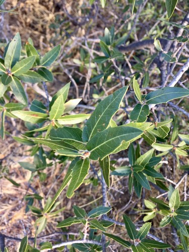 Encino prieto (Quercus emoryi) - PictureThis