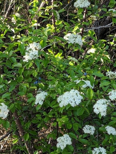 Viburnum rufidulum - PictureThis