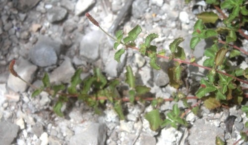 Hierba del cáncer (Acalypha monostachya) - PictureThis