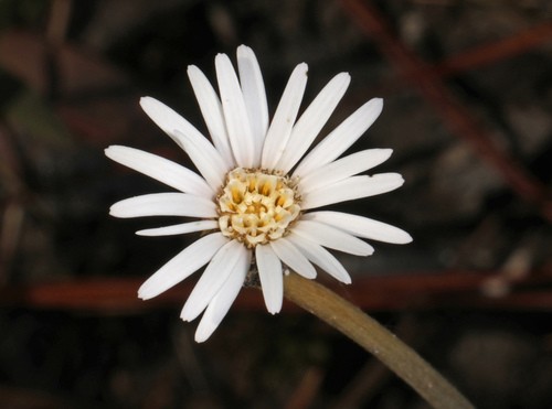 Chaptalia tomentosa - PictureThis