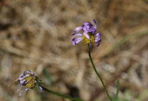 Frondoso fleabane (Erigeron foliosus) - PictureThis