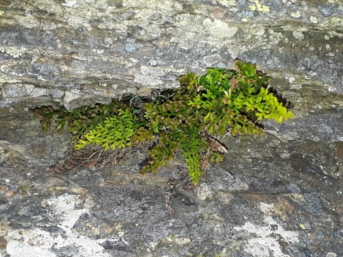 Asplenium richardii - PictureThis