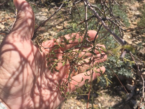 How to Plant and Grow Whitethorn Acacia(Vachellia constricta)
