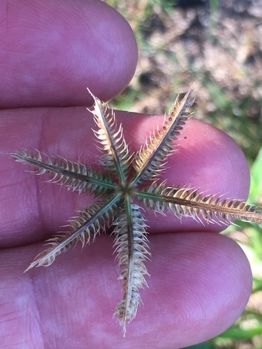 Egyptian grass (Dactyloctenium aegyptium) Flower, Leaf, Care, Uses ...