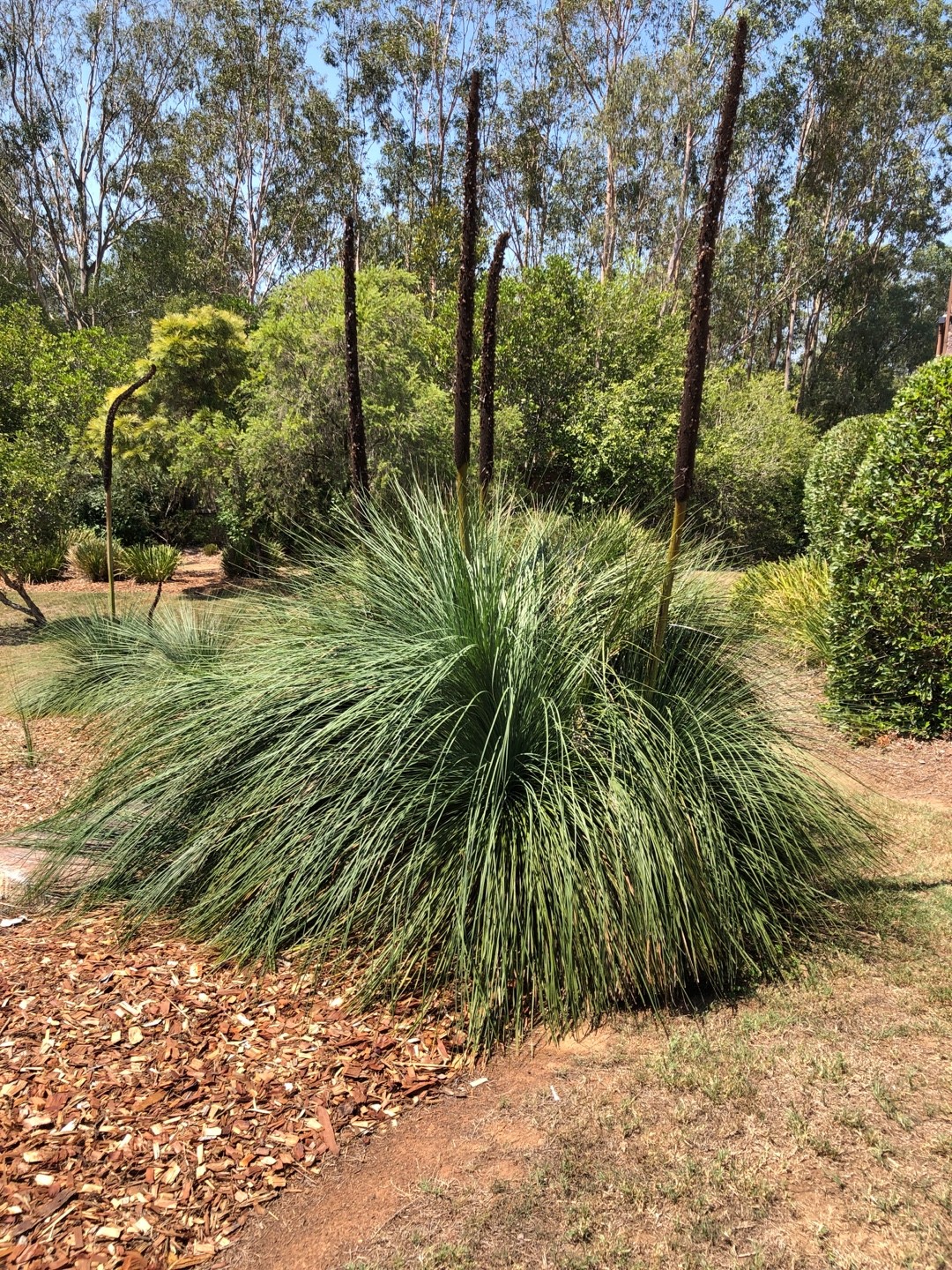 Xanthorrhoea australis - PictureThis