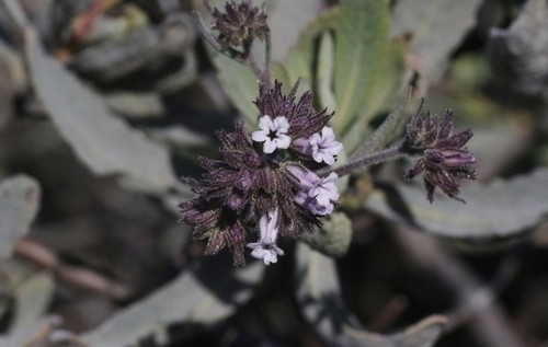 Yerba Santa (Eriodictyon) Flower, Leaf, Care, Uses - PictureThis