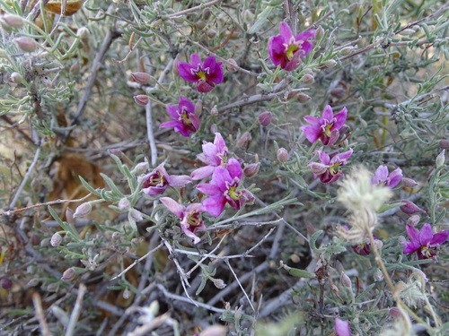 Littleleaf ratany Care (Watering, Fertilize, Pruning, Propagation ...