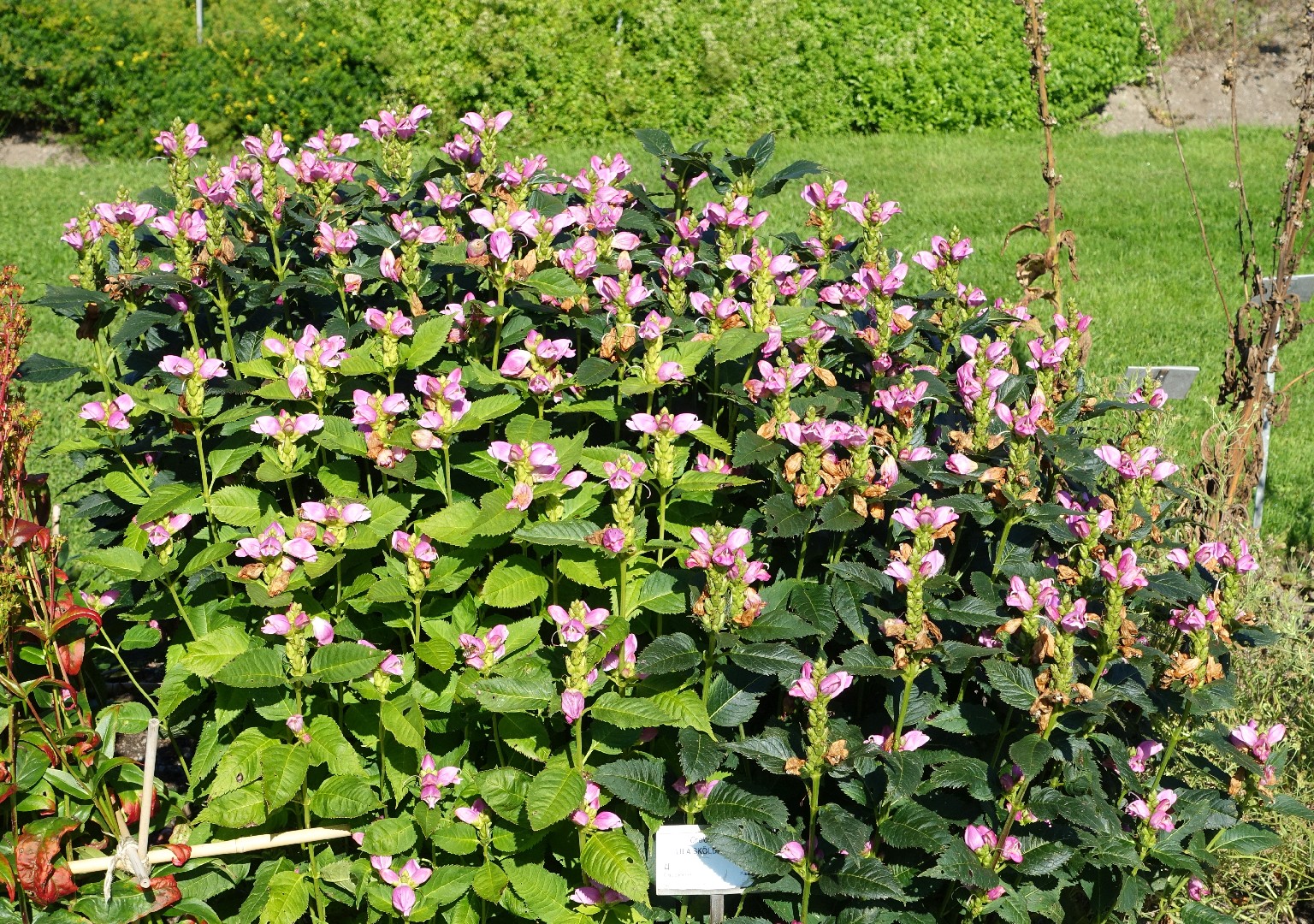 Cabeza de tortuga (Chelone obliqua) - PictureThis