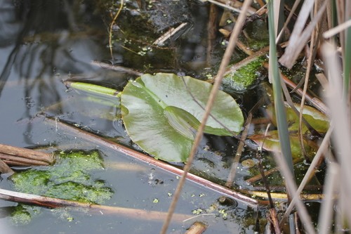 Nuphar variegata - PictureThis