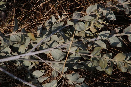Pearl acacia (Acacia podalyriifolia) Flower, Leaf, Care, Uses - PictureThis