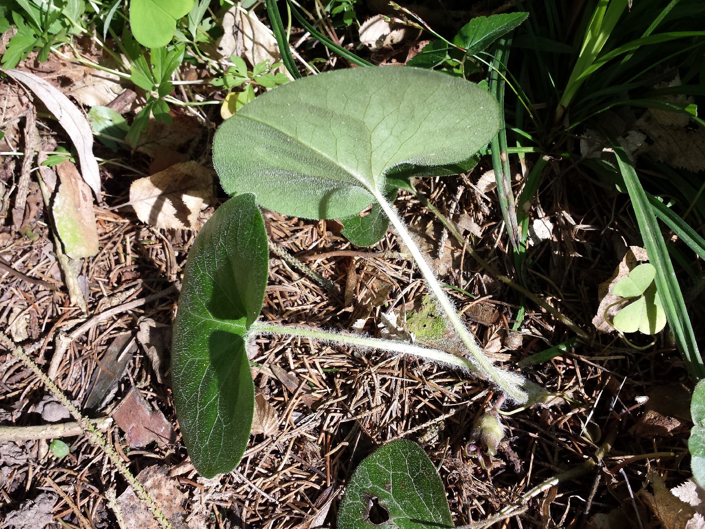 Ásaro (Asarum europaeum) - PictureThis