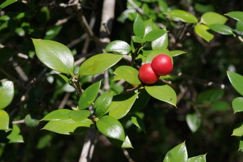 Alyxia ruscifolia - PictureThis
