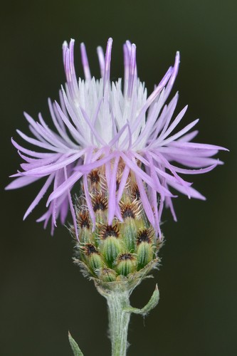 Aciano negro (Centaurea nigra) - PictureThis