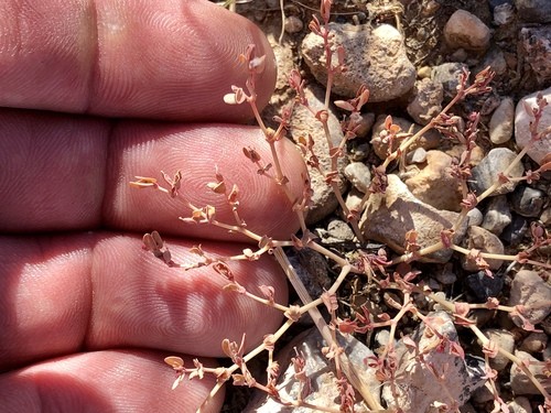 Sonoran sandmat (Euphorbia micromera) Flower, Leaf, Care, Uses ...