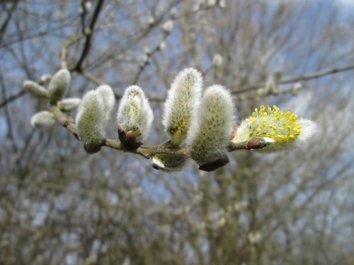 How to Plant and Grow Goat willow(Salix caprea)