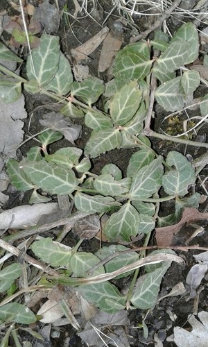 Bonetero rastrero (Euonymus fortunei) - PictureThis