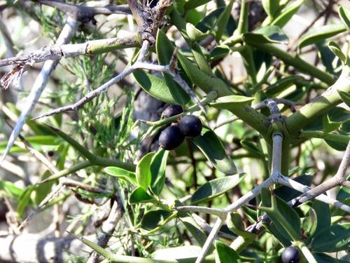 Karoo num-num (Carissa haematocarpa) Flower, Leaf, Care, Uses - PictureThis