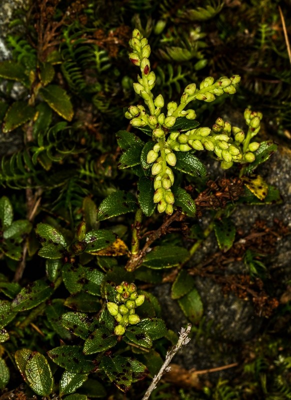 Turpentine scrub (Gaultheria crassa) Flower, Leaf, Care, Uses - PictureThis