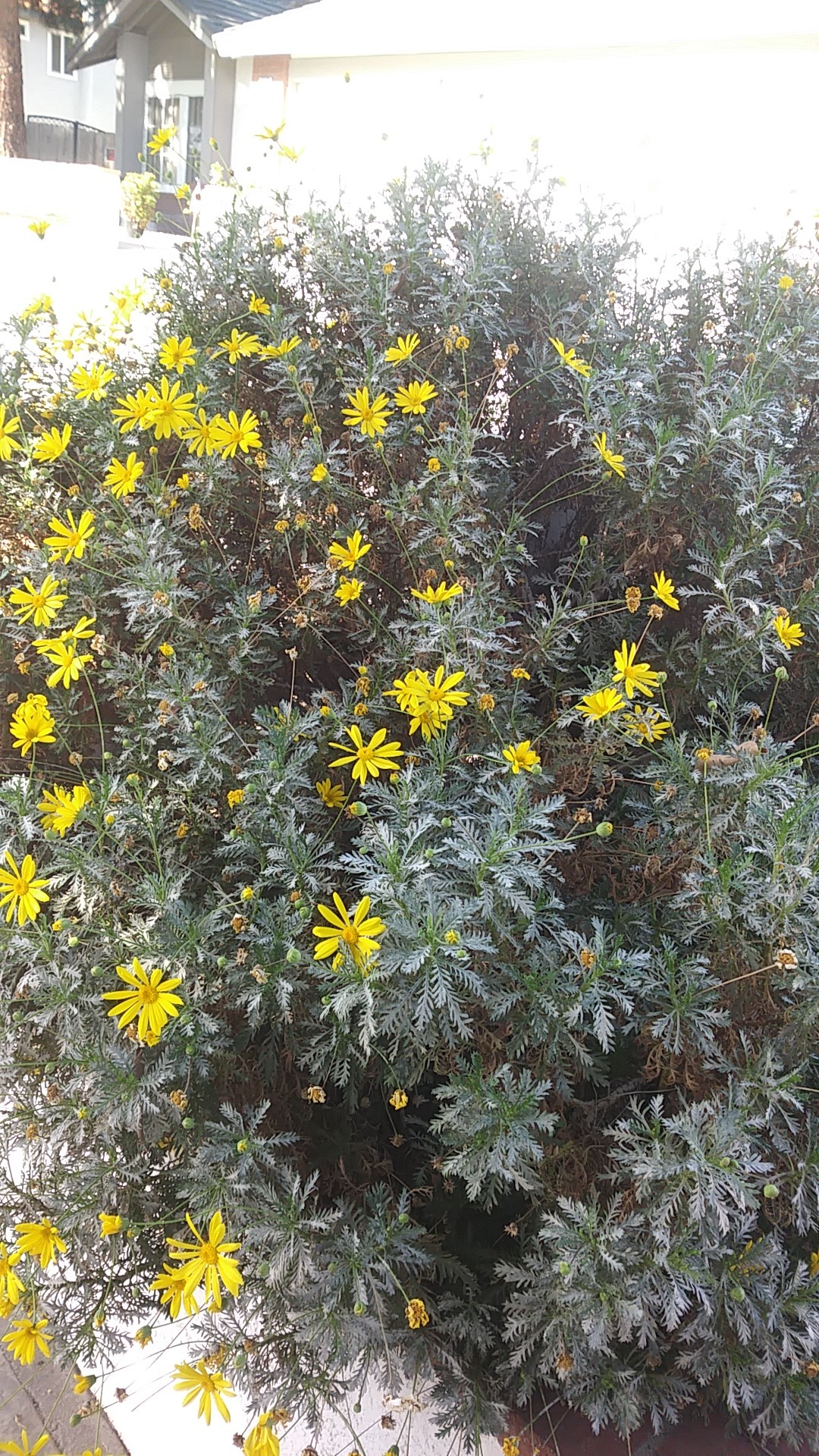 Euryops pectinatus - PictureThis