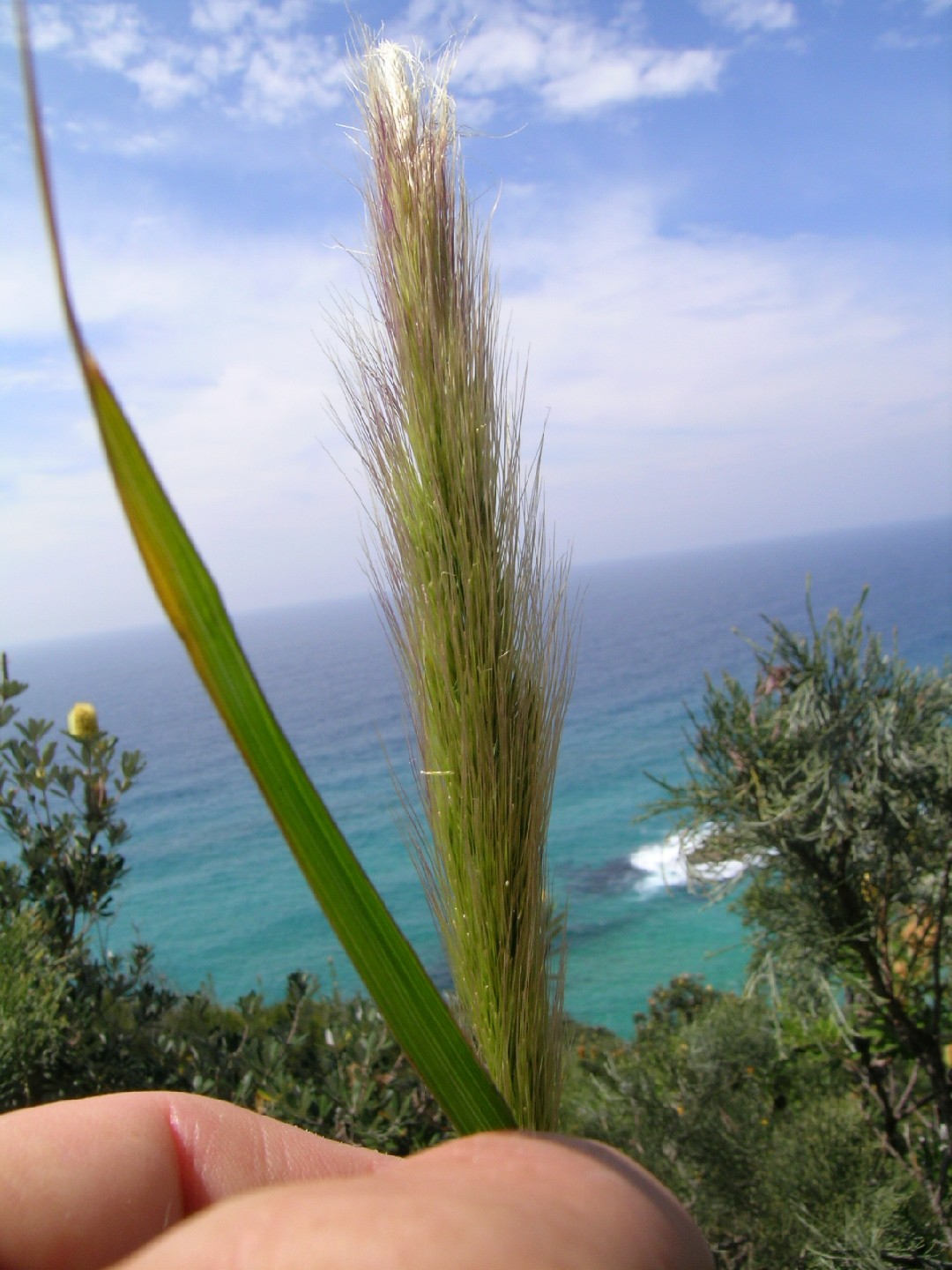 Plume grass Care (Watering, Fertilize, Pruning, Propagation) - PictureThis