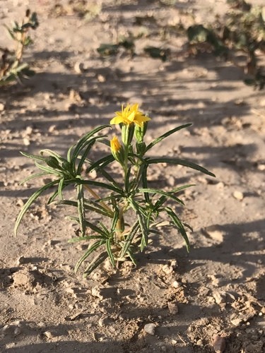 Limoncillo (Pectis papposa) - PictureThis