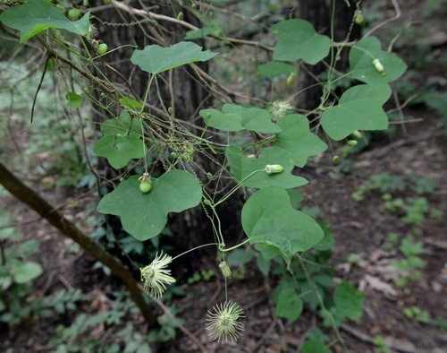 Yellow passionflower (Passiflora lutea) Flower, Leaf, Care, Uses ...